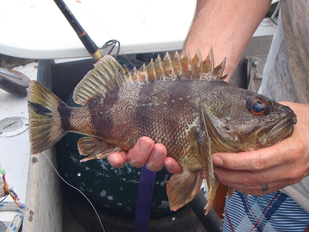 Sea Perch (Helicolenus percoides) - Marine Life Identification
