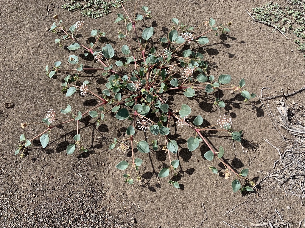 transmontane sand-verbena from Fields, OR, US on June 7, 2023 at 03:58 ...