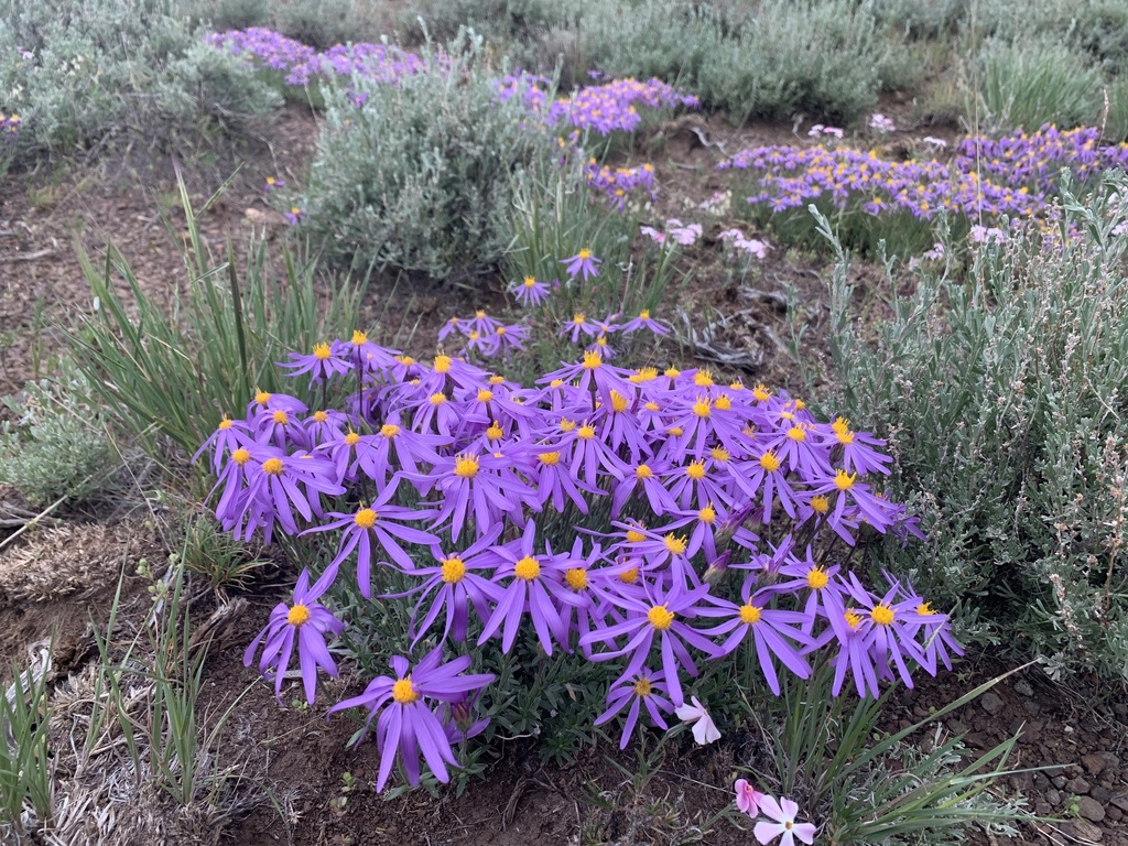 Tahoka daisy from Fields, OR, US on June 6, 2023 at 02:29 PM by ...