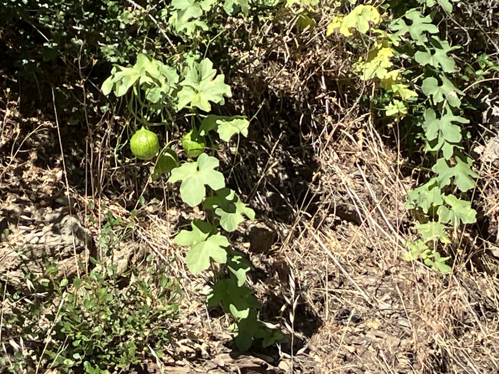 taw man-root from Mendocino National Forest, Potter Valley, CA, US on ...