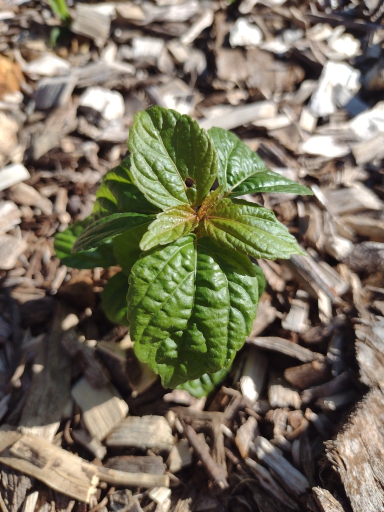 Asian Copperleaf from Montville QLD 4560, Australia on June 27, 2023 at ...