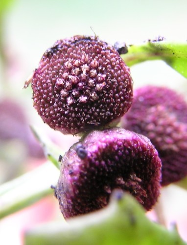 género Sphaeromorphaea · NaturaLista Colombia