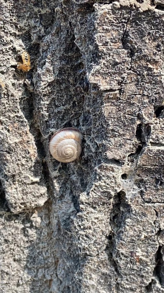 Cathaica fasciola from Huangsongyu Reservior, Pinggu District, China ...