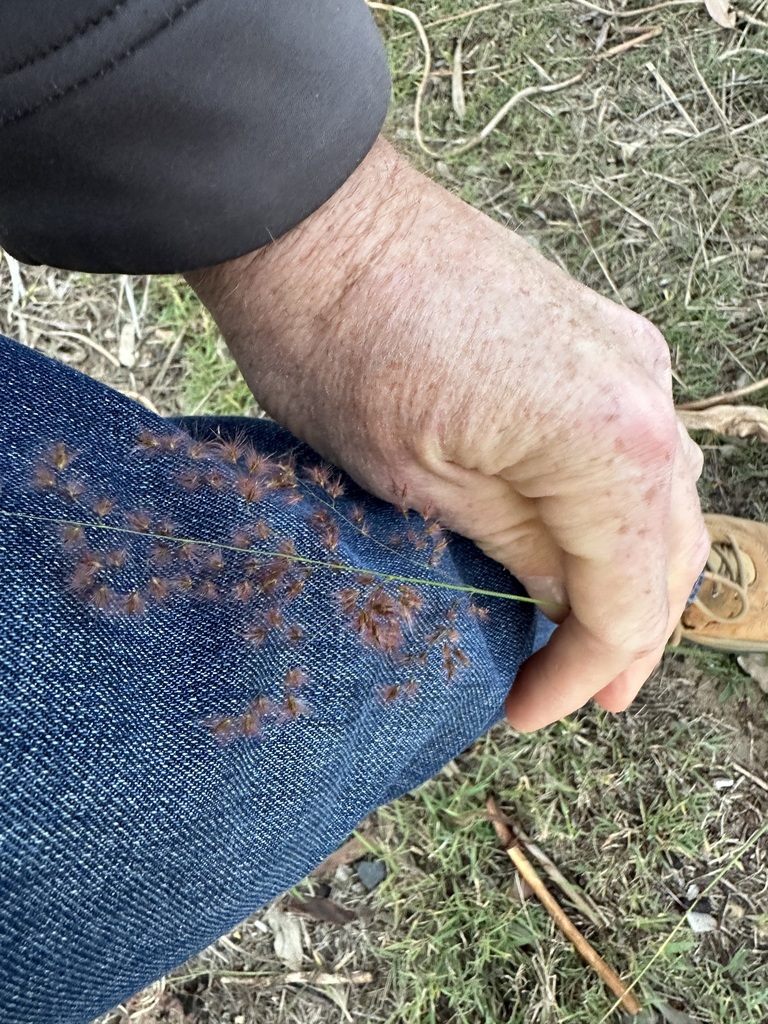 Natal grass in June 2023 by cwelden_ecp · iNaturalist