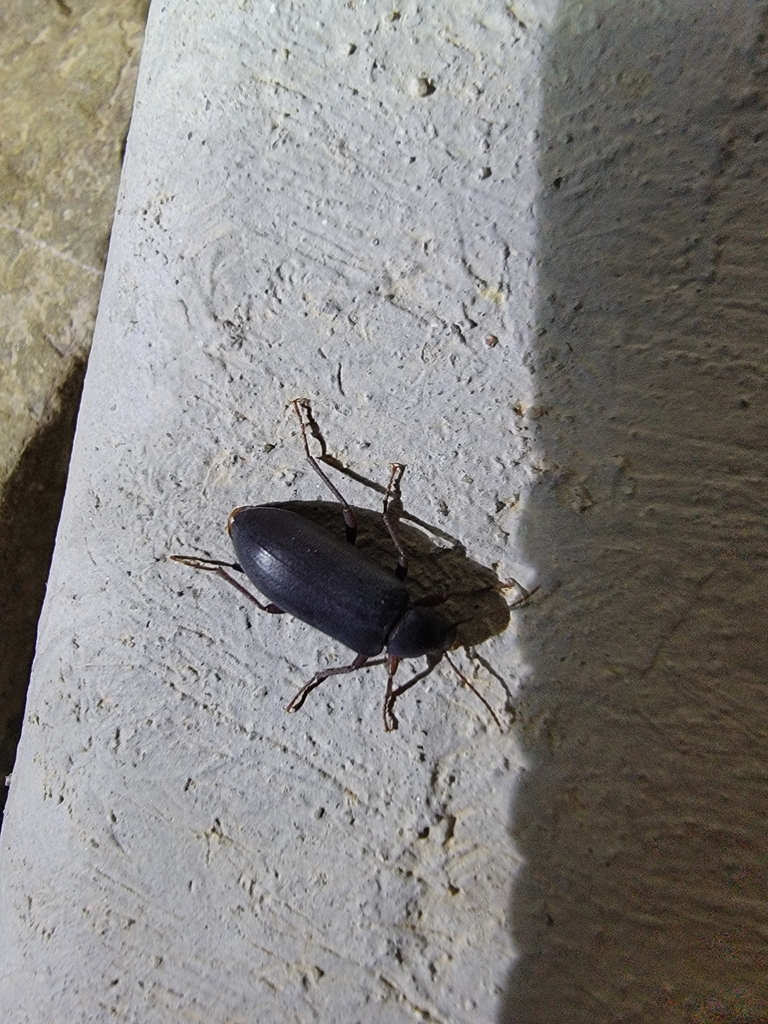 Cucujiform Beetles from New Tucson, AZ 85641, USA on June 26, 2023 at ...