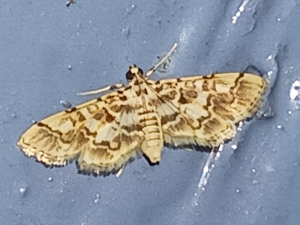 Lamprosema commixta from Kausani, District Almora, Uttarakhand 263639 ...