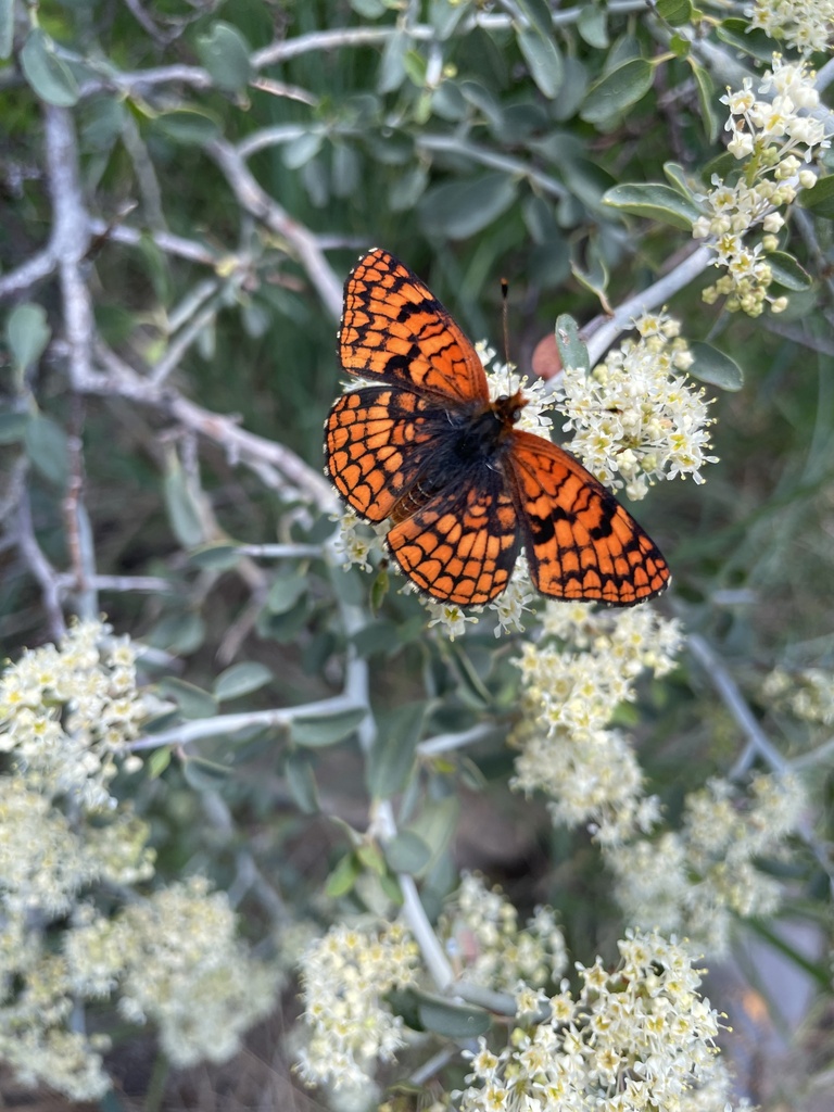 Northern Checkerspot from Lake Tahoe Basin Management Unit, South Lake ...