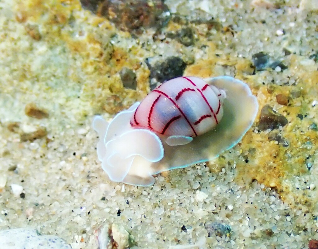 Red Lined Bubble Snail From Port Stephens Nsw 2319 Australia On