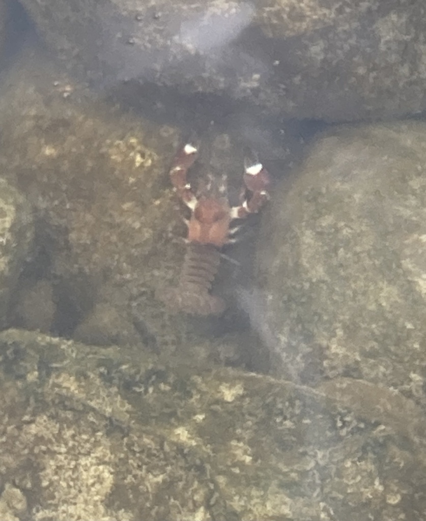 Signal Crayfish from Spokane River, Spokane, WA, US on June 26, 2023 at ...
