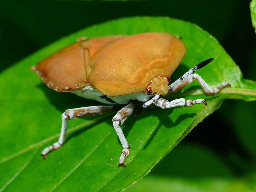Lychee Stink Bug from 406台灣台中市北屯區民政里 on June 18, 2023 at 11:04 AM by ...