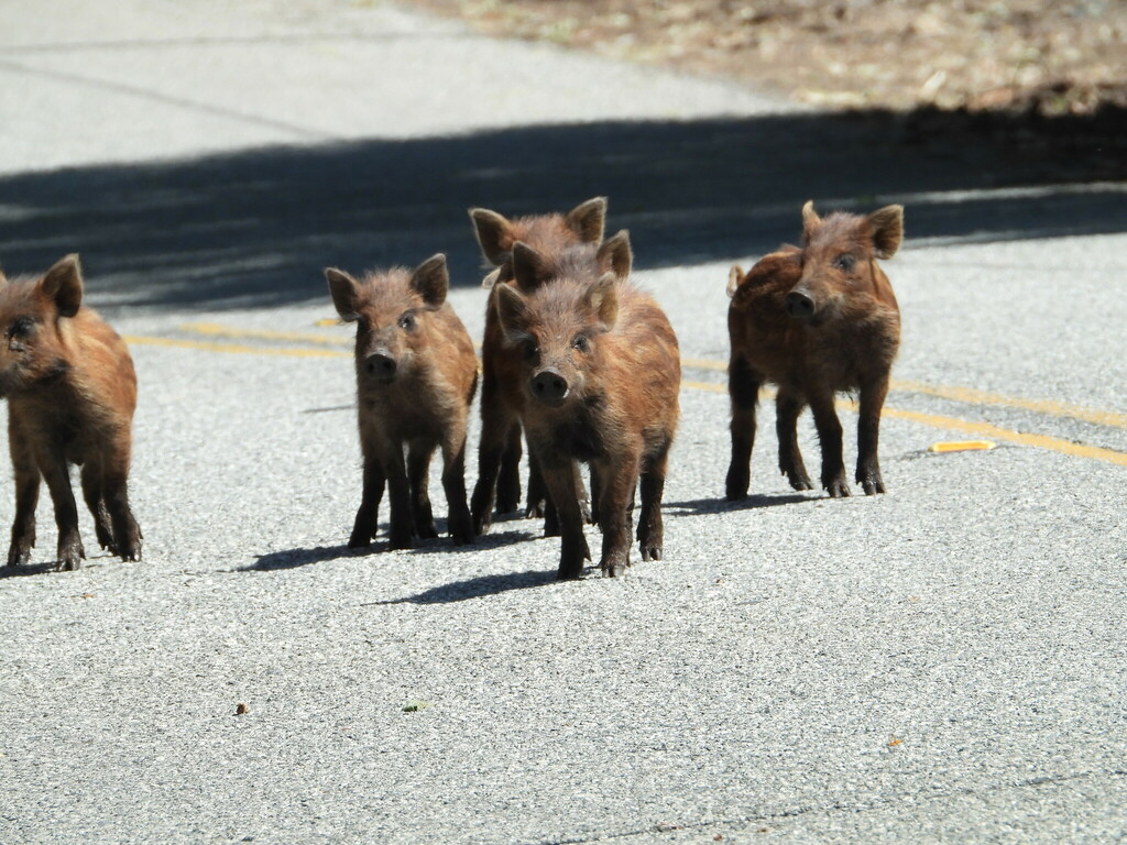 Wild Boar from Santa Clara County, CA, USA on June 2, 2023 at 03:06 PM ...