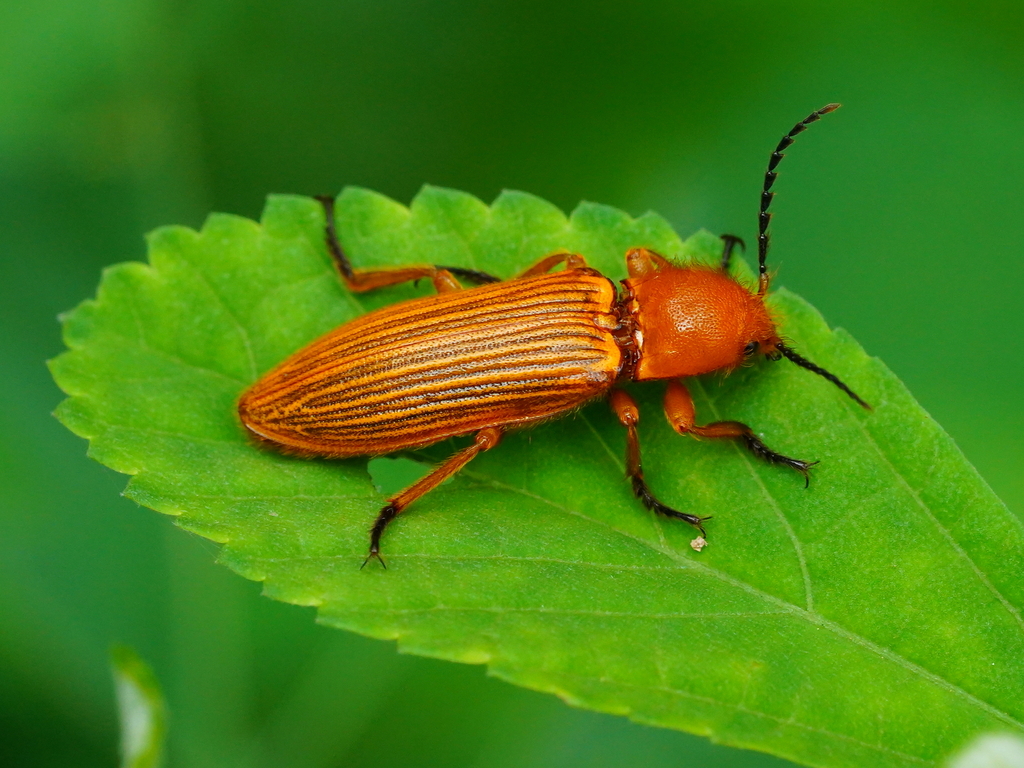 Hemiops flava from 406台灣台中市北屯區民政里 on June 18, 2023 at 11:35 AM by ...