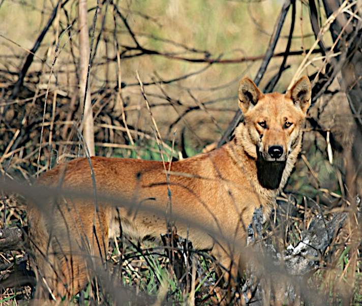 Dingo from Townsville Town Common Conservation Park, Townsville QLD ...