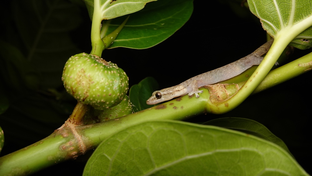 Indo-Pacific Slender Gecko in June 2023 by orthoptera-jp · iNaturalist