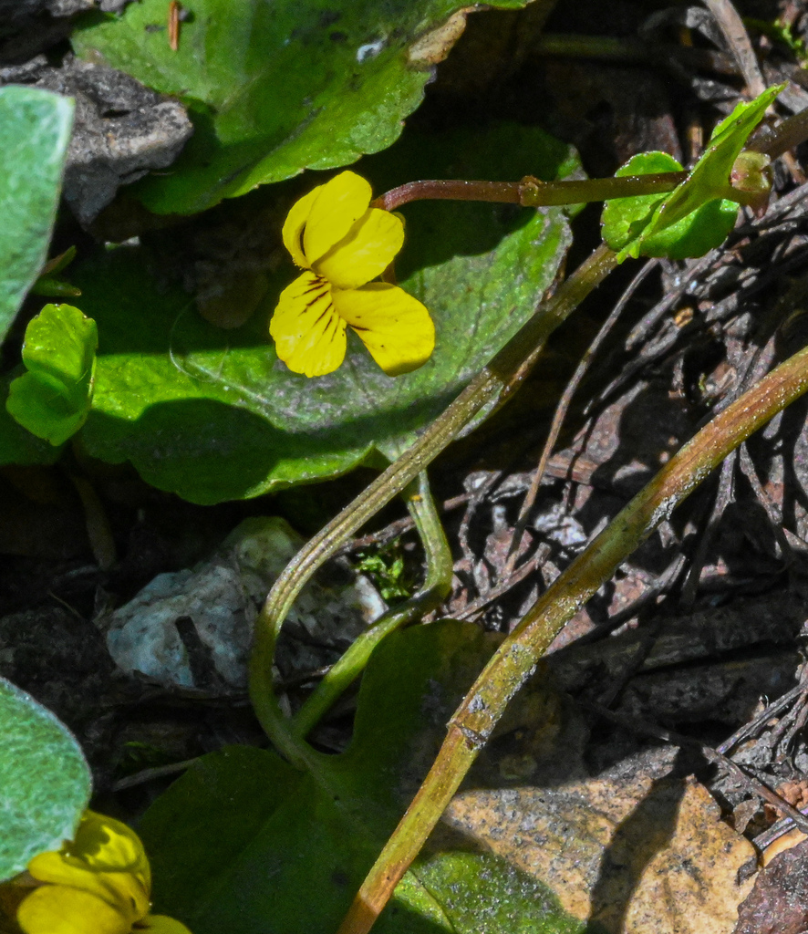 Redwood Violet from West Vancouver, BC, Canada on June 26, 2023 at 12: ...