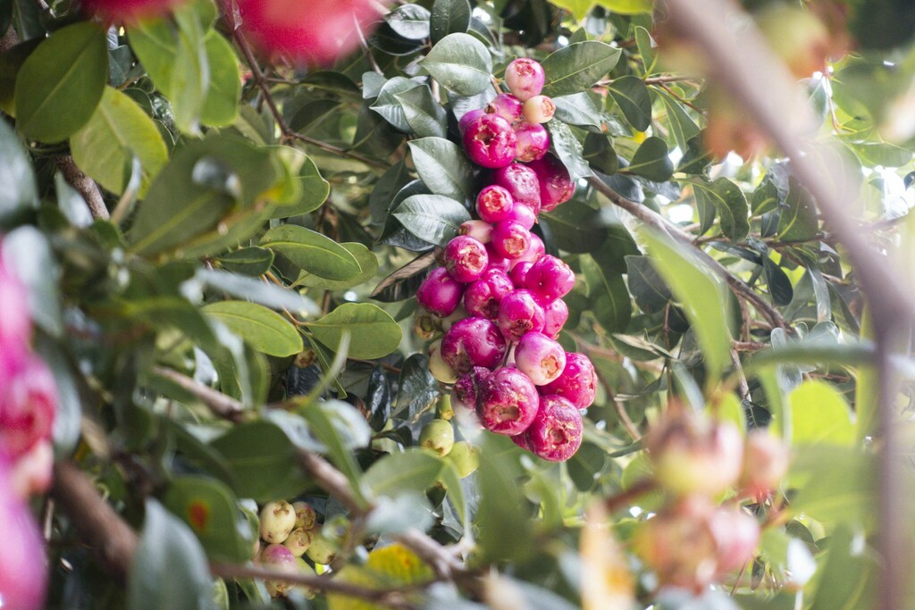Waterberries from Pambula NSW 2549, Australia on June 20, 2023 at 02:59 ...