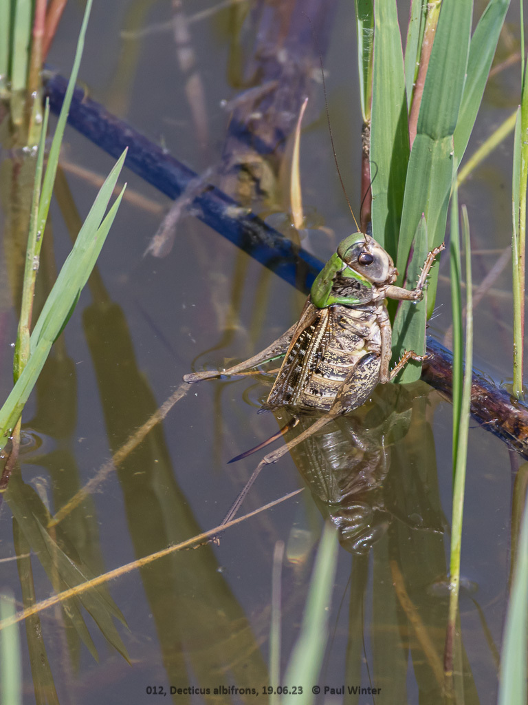 Wart-biter from Petrich, Bulgaria on June 19, 2023 at 11:20 AM by Paul ...