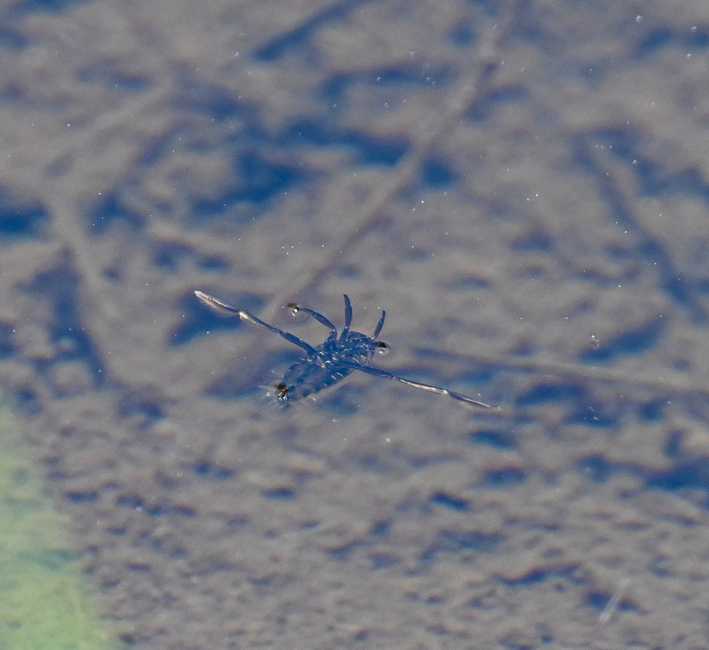 Milky Backswimmers from West Vancouver, BC, Canada on June 26, 2023 at ...