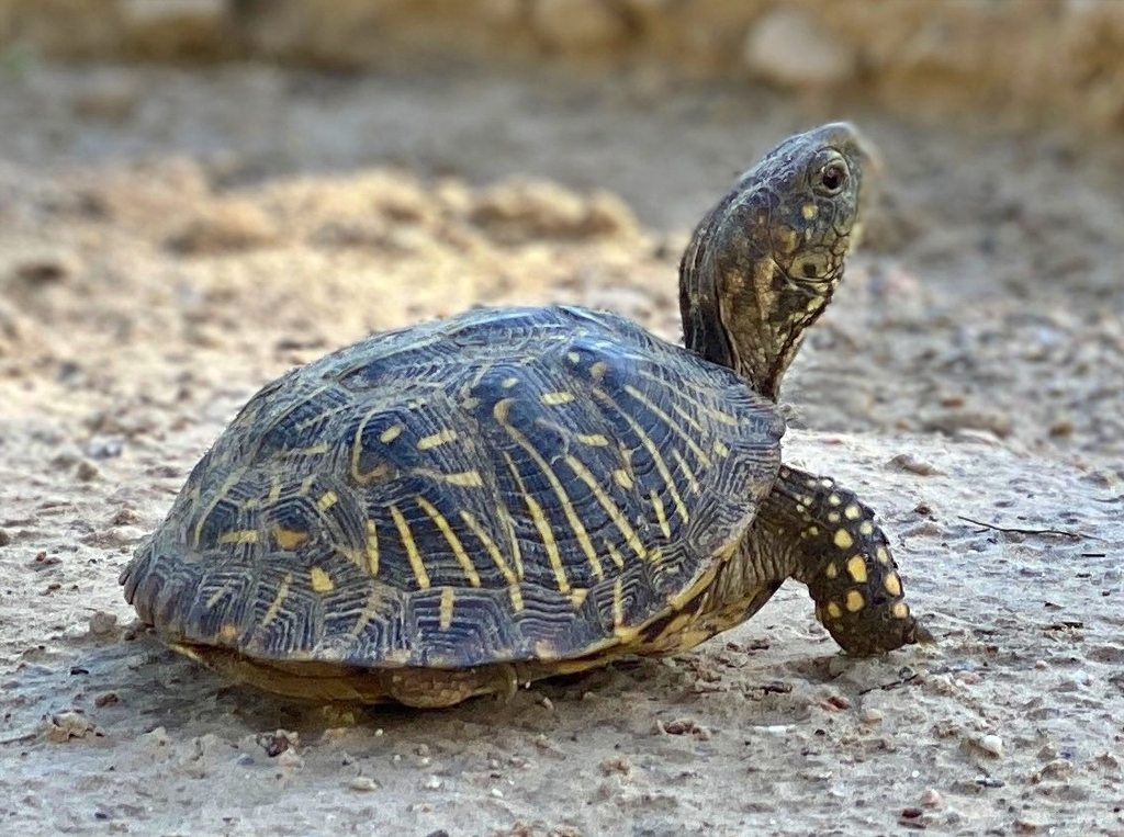 Ornate Box Turtle from Scotts Bluff County, NE, USA on June 20, 2023 at ...