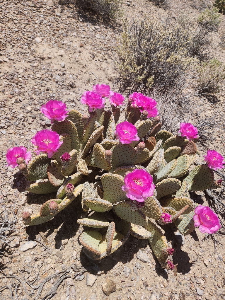 beavertail cactus from Esmeralda County, NV, USA on June 25, 2023 at 12:40 PM by Kristen ...