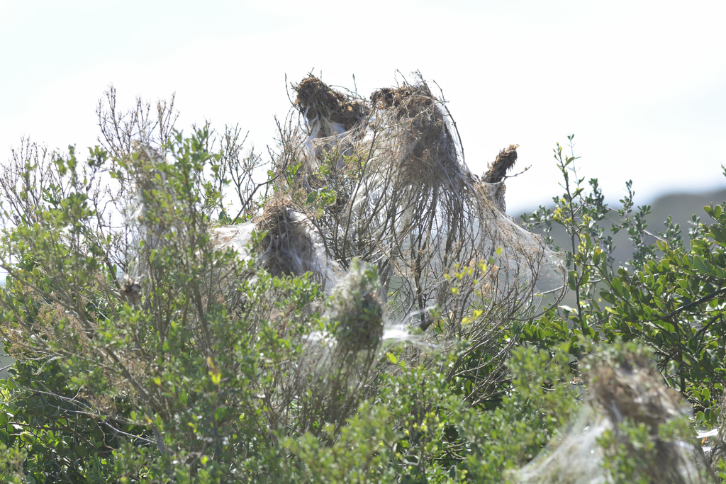 African Social Spider from Addo Elephant National Park, Cacadu, Eastern ...