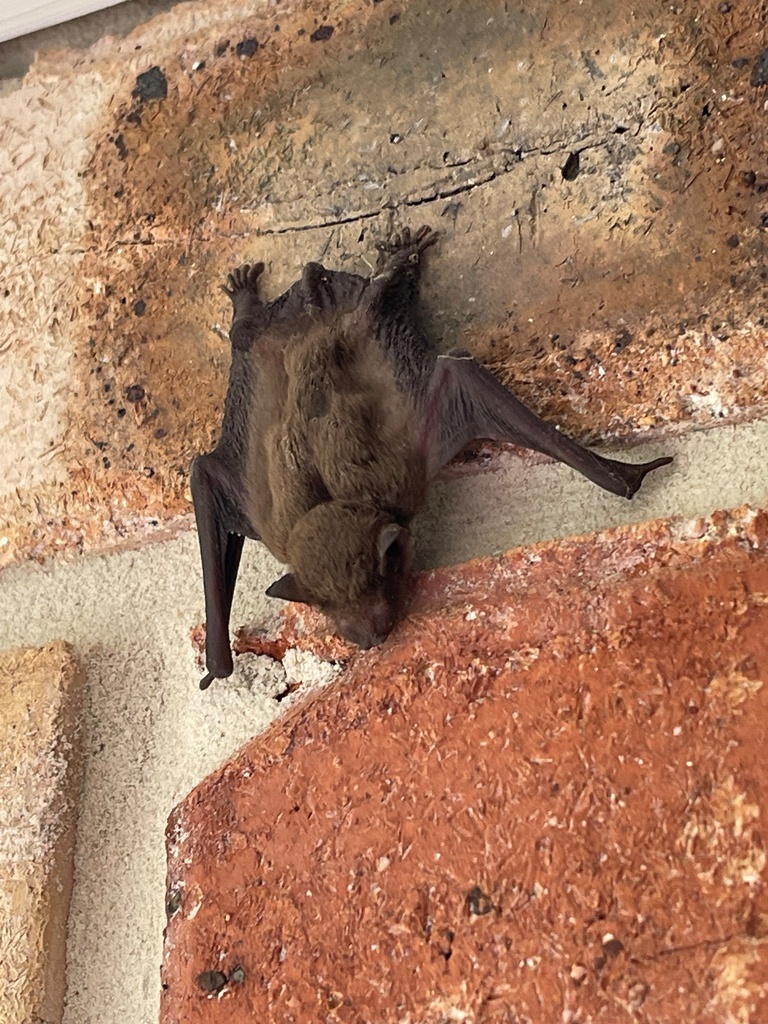 Evening Bats from Boscombe Rd, Brookfield, QLD, AU on December 25, 2022 ...