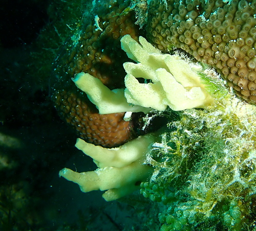 Siphonodictyon maldiviense · iNaturalist