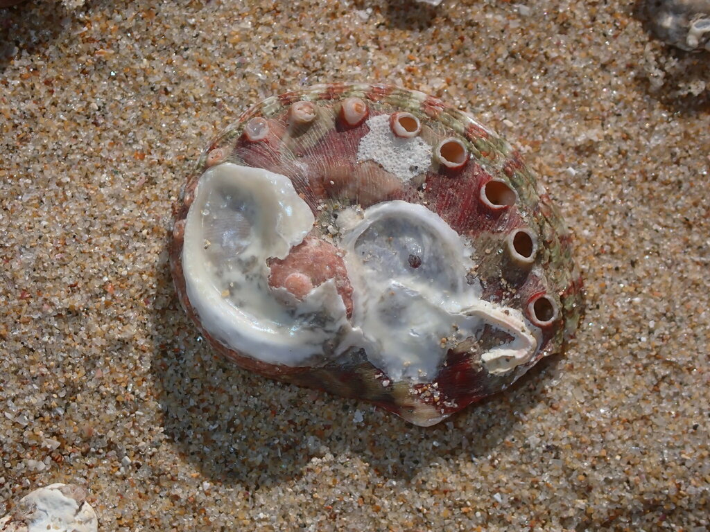 Brazier's ear shell from Urunga NSW 2455, Australia on June 27, 2023 at ...