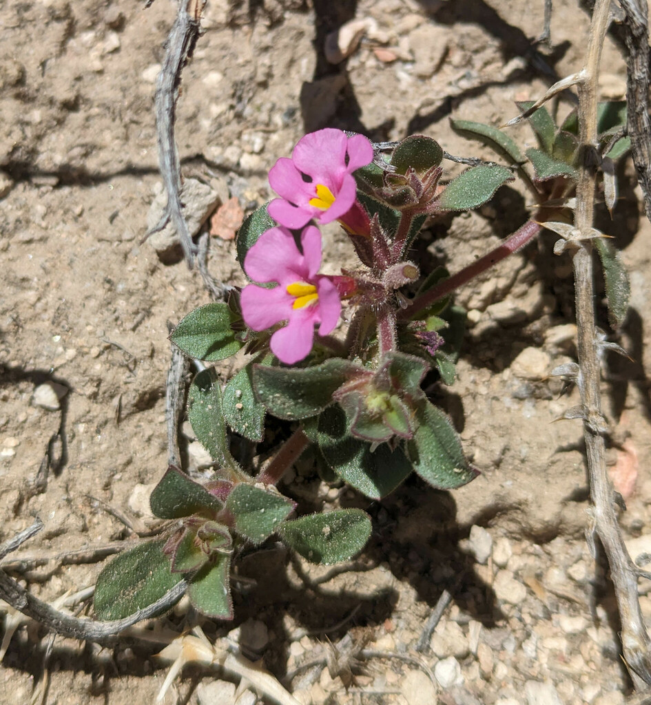 desert monkeyflower from Esmeralda County, NV, USA on June 20, 2023 at 12:14 PM by Dominic ...