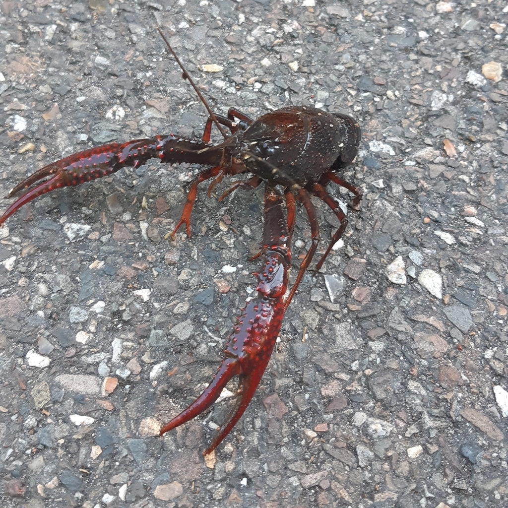 Red Swamp Crayfish from Leiden on June 27, 2023 at 08:05 AM by Baptiste ...