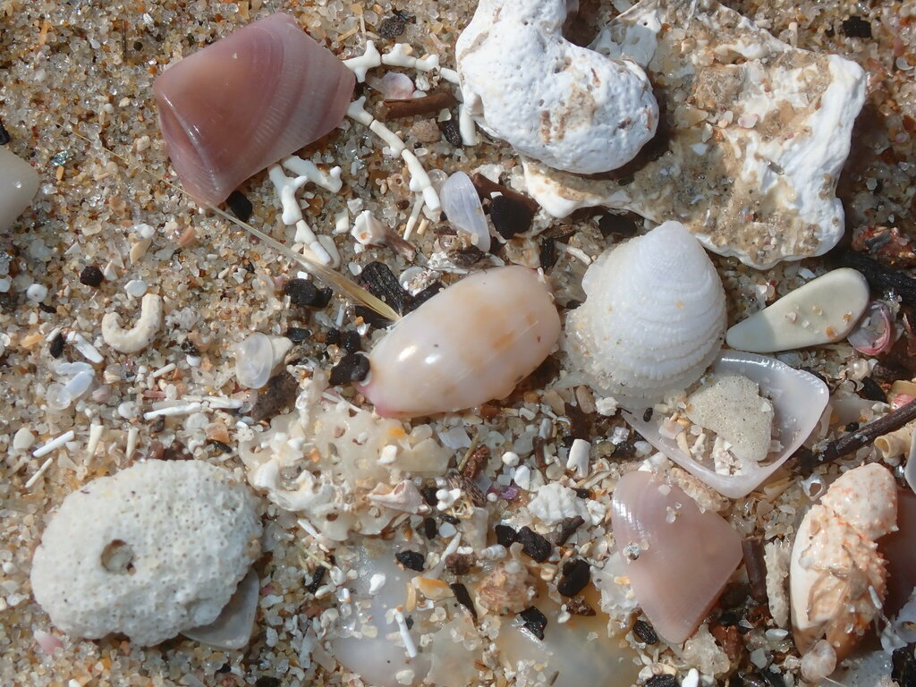 small-toothed cowrie from Urunga NSW 2455, Australia on June 27, 2023 ...