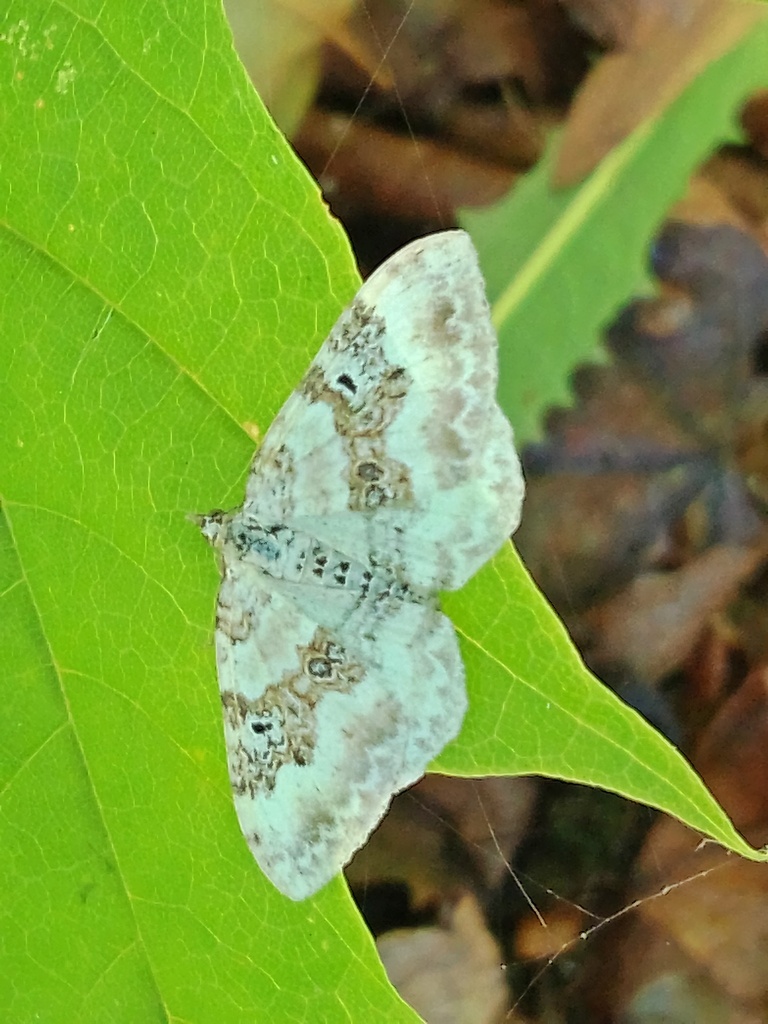 Silver-ground Carpet from Себеж, Псковская обл., Россия on June 27 ...