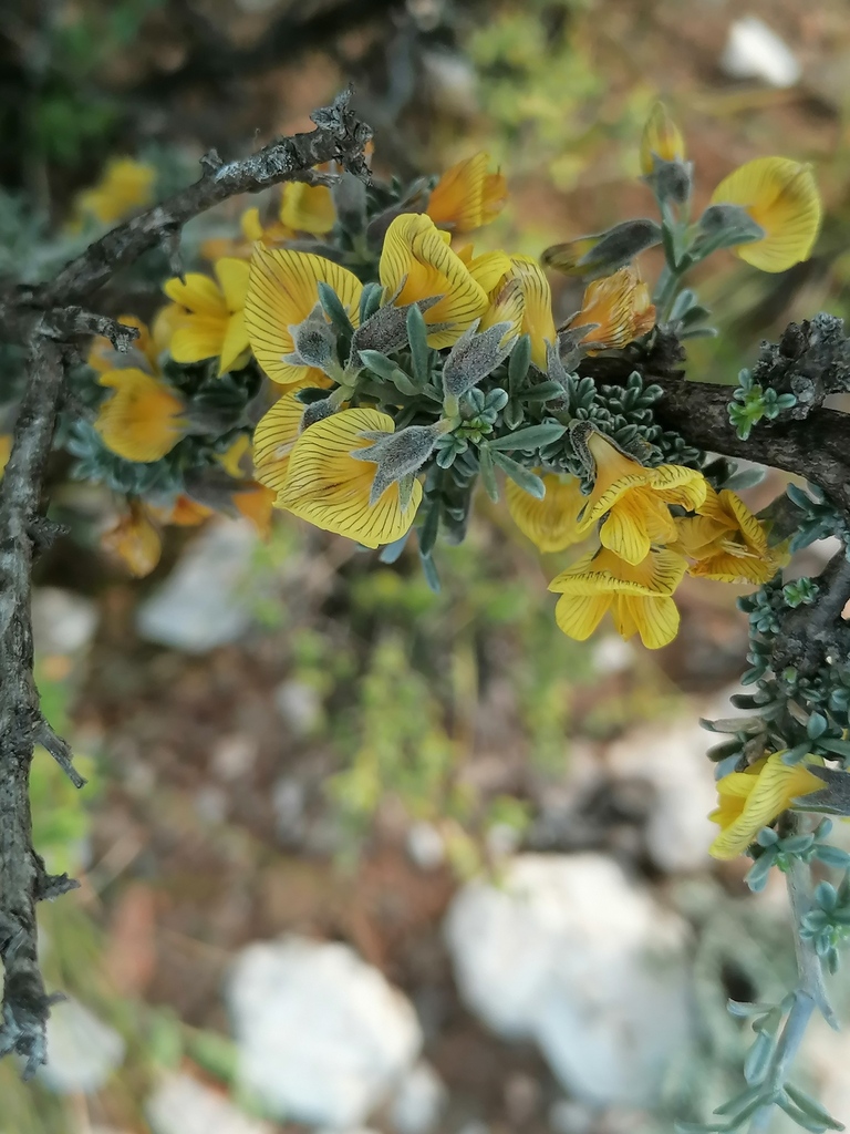 Lotononis rigida from Garden Route District Municipality, South Africa ...