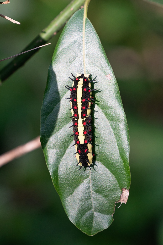 Common Mime Swallowtail from 香港大嶼山 on October 29, 2022 at 01:58 PM by ...