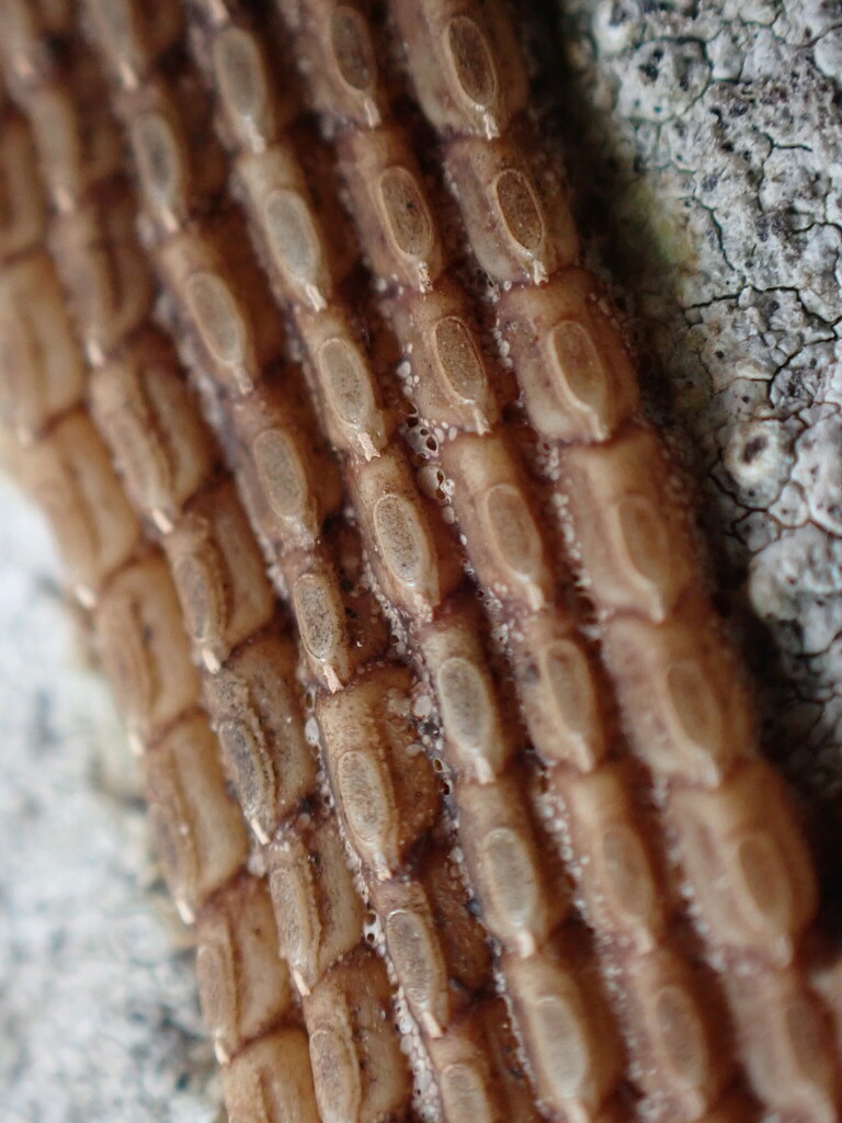 Pyrops maculatus from Sigiriya, Sri Lanka on June 12, 2023 at 05:26 PM ...