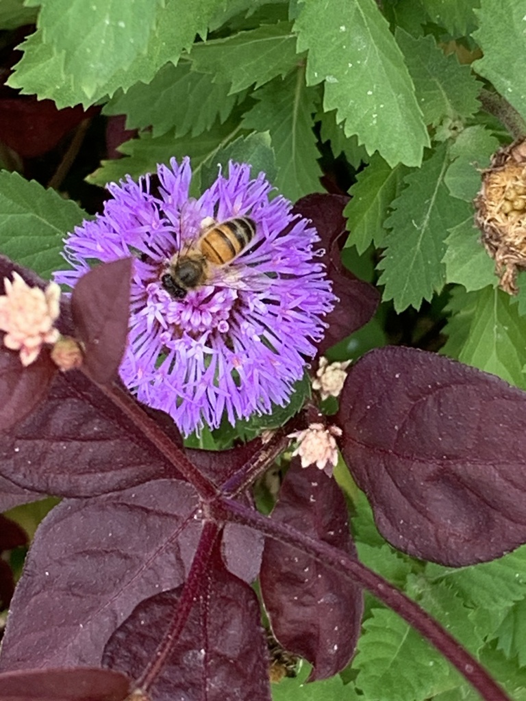 Western Honey Bee in June 2023 by squirrel_cheeks · iNaturalist