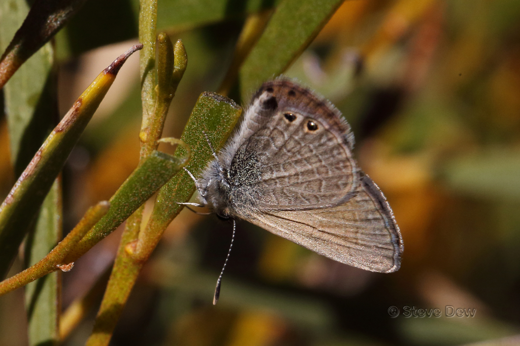 Double-spotted Line Blue from Meekatharra WA 6642, Australia on April ...