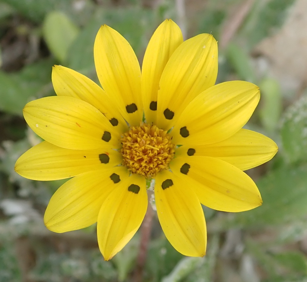 Treasure Flowers from Cape Recife, Gqeberha, South Africa on March 25 ...