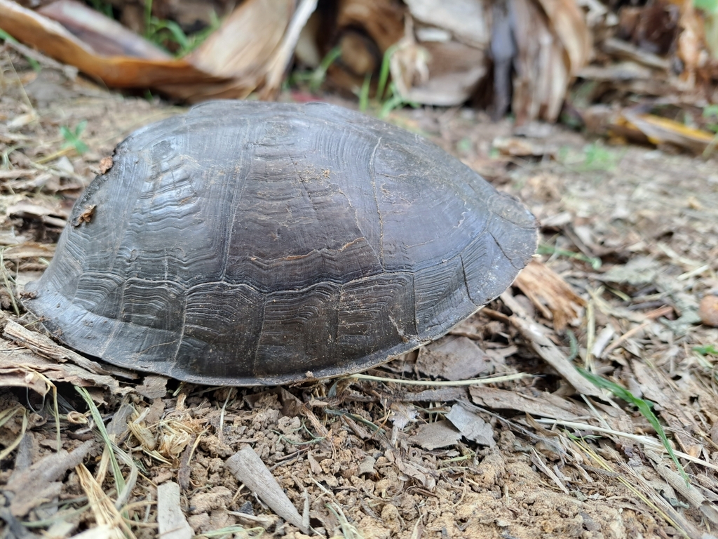 South Asian Box Turtle in June 2023 by Vatcharavee Sriprasertsil ...
