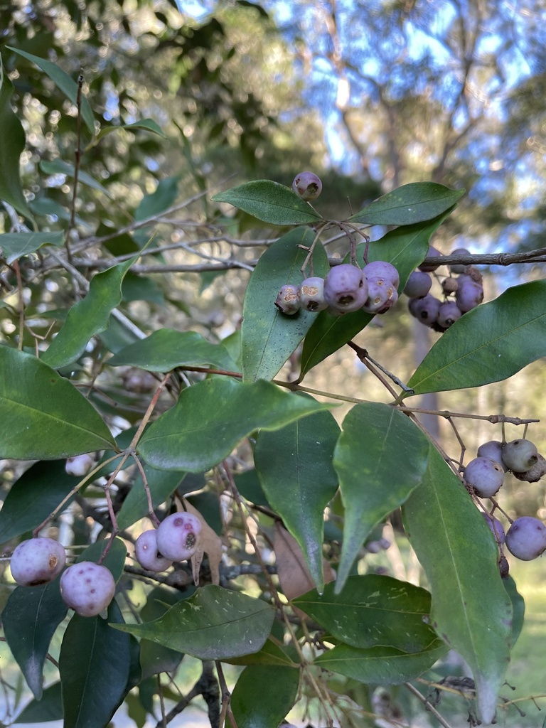 Lilly Pilly from Gaagal Wanggaan (South Beach) National Park, Gumma ...