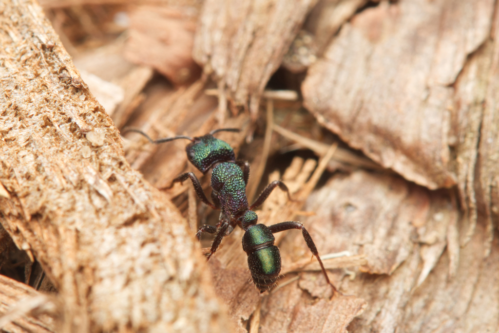 Green-head Ant from Sunshine Coast QLD, Australia on June 27, 2023 at ...