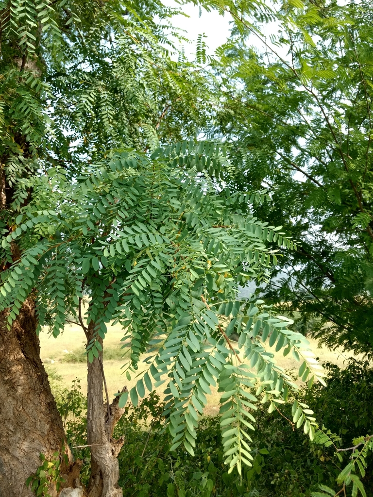 Ceylon satinwood (Kanha National Park - Plants) · iNaturalist