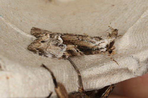 Genus Alophosoma · iNaturalist