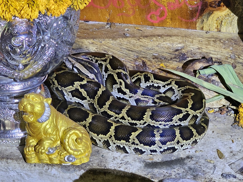 Burmese Python in June 2023 by Jefrim Keijzer · iNaturalist