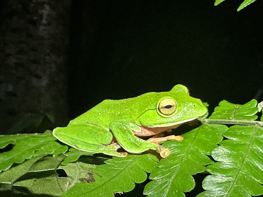 Orange-belly Tree Frog in June 2023 by Chih-ying Lee · iNaturalist