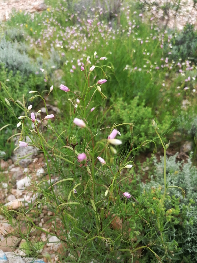 Hanging Sunspurge from Vanwyksdorp, Van Wyksdorp, 6690, South Africa on ...