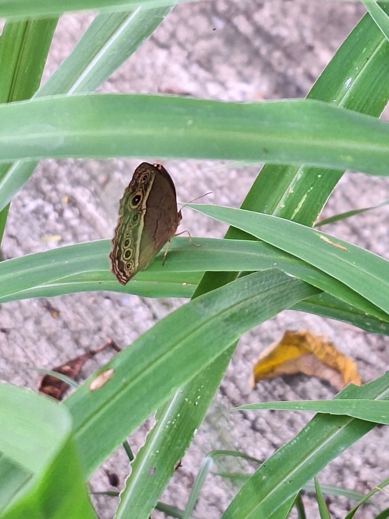 Dark-branded Bushbrown from 香港石崗碧戶軒 on June 27, 2023 at 02:44 PM by ...