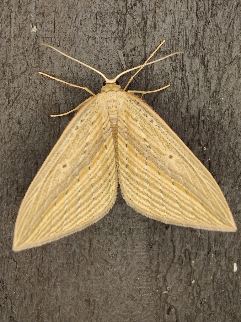 Cabbage tree moth in June 2023 by David · iNaturalist