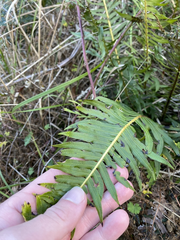 Fishbone water-fern from Tidbinbilla Nature Reserve, Paddys River, ACT ...