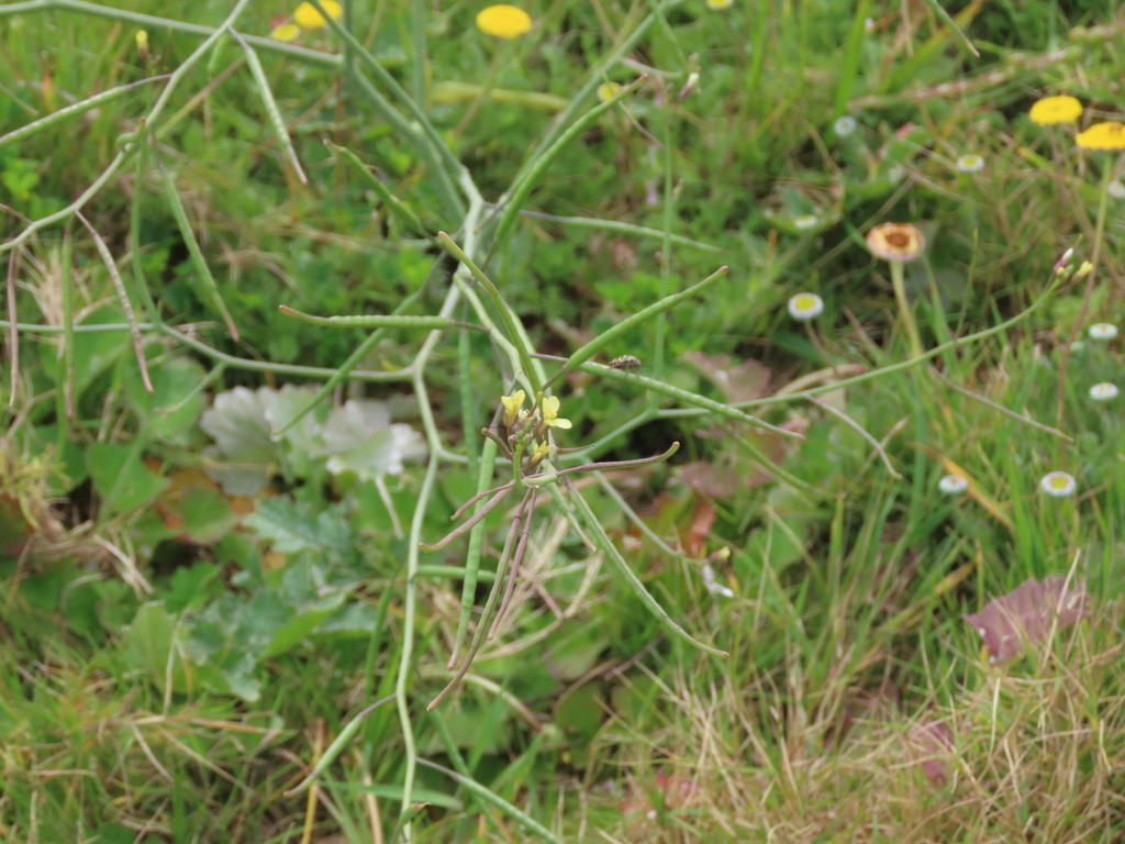 Saharan Mustard from Gqeberha, South Africa on September 23, 2021 at 12 ...